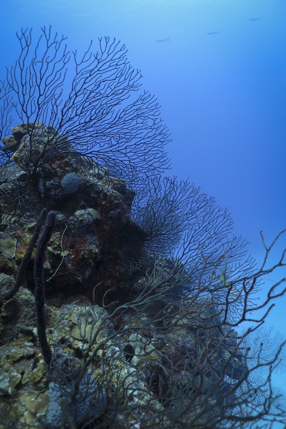 Media & Marketing Materials | The Remarkable Reefs of Cuba - David E ...
